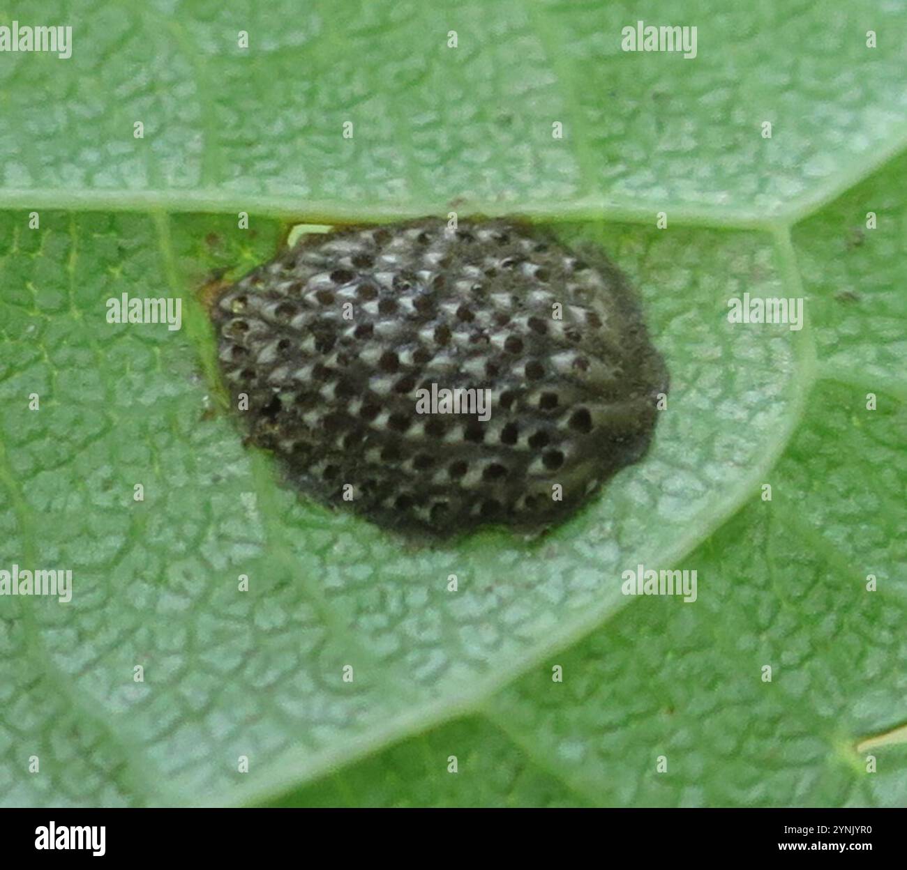 Torpedo Bug (Siphanta acuta Stock Photo - Alamy