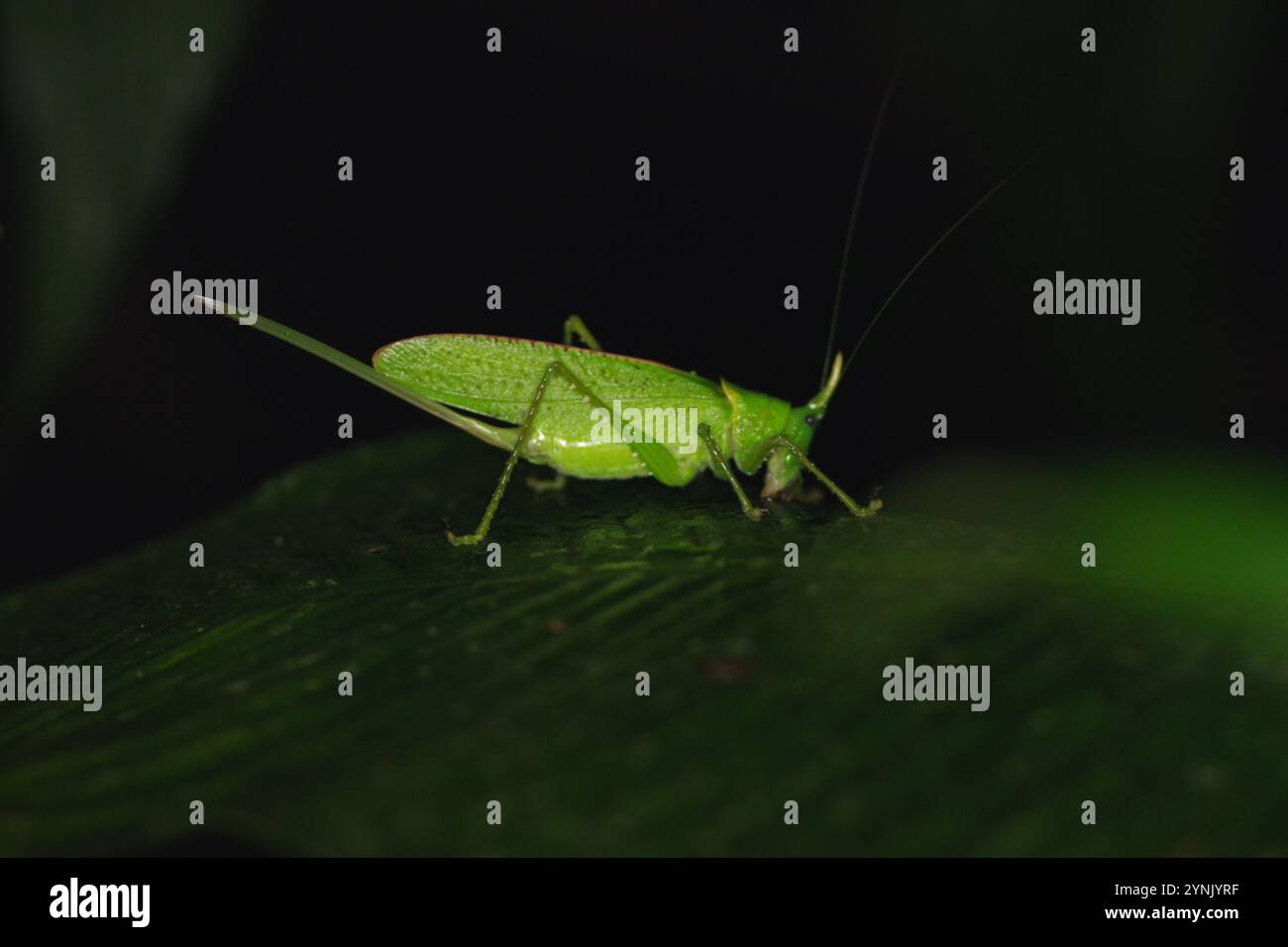 Rhinoceros Katydid (Copiphora rhinoceros Stock Photo - Alamy