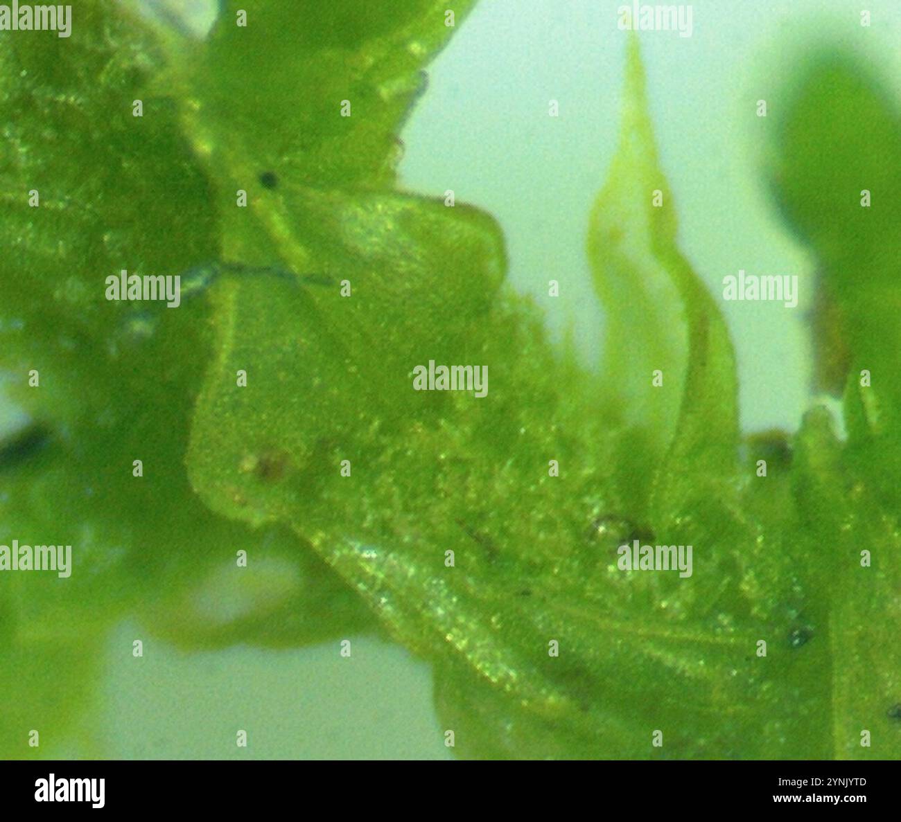 delicate fern moss (Thuidium delicatulum Stock Photo - Alamy