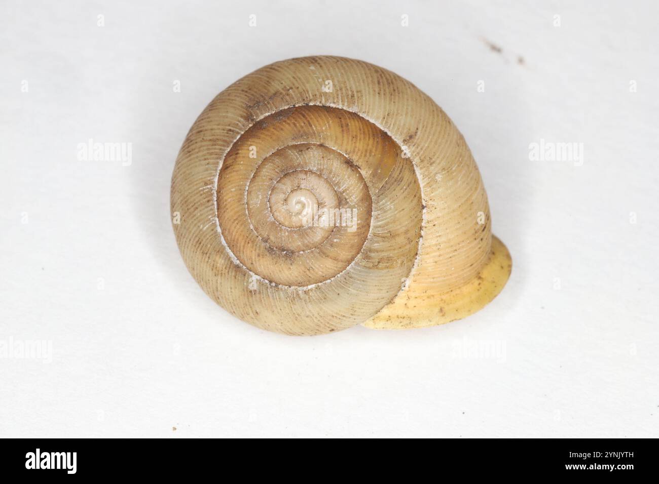 White-lip Globe Snail (Mesodon thyroidus Stock Photo - Alamy