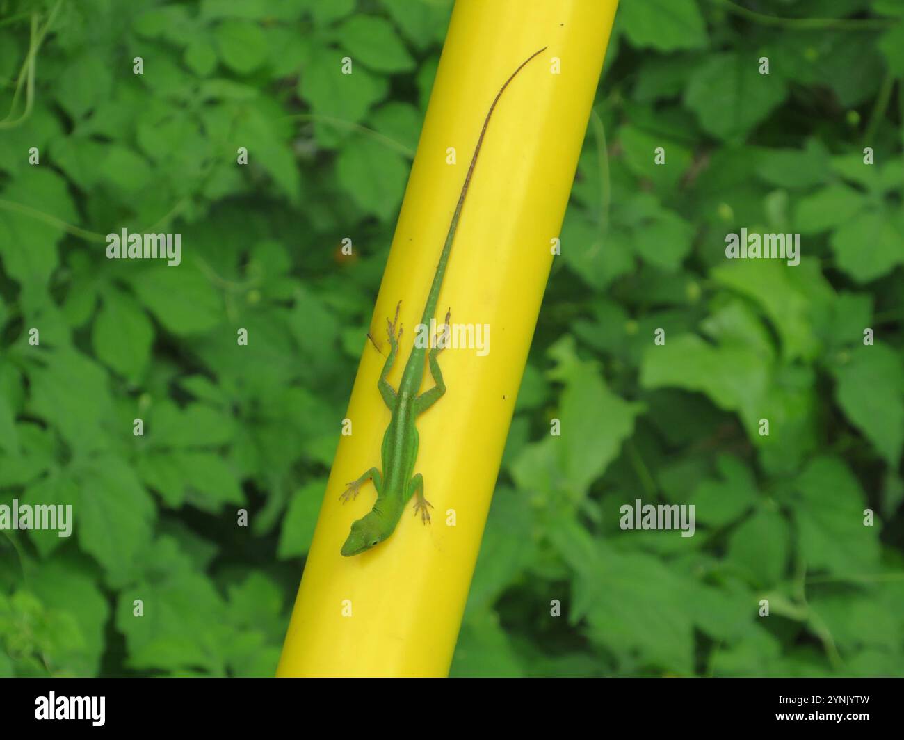 Dominican anole hi-res stock photography and images - Alamy