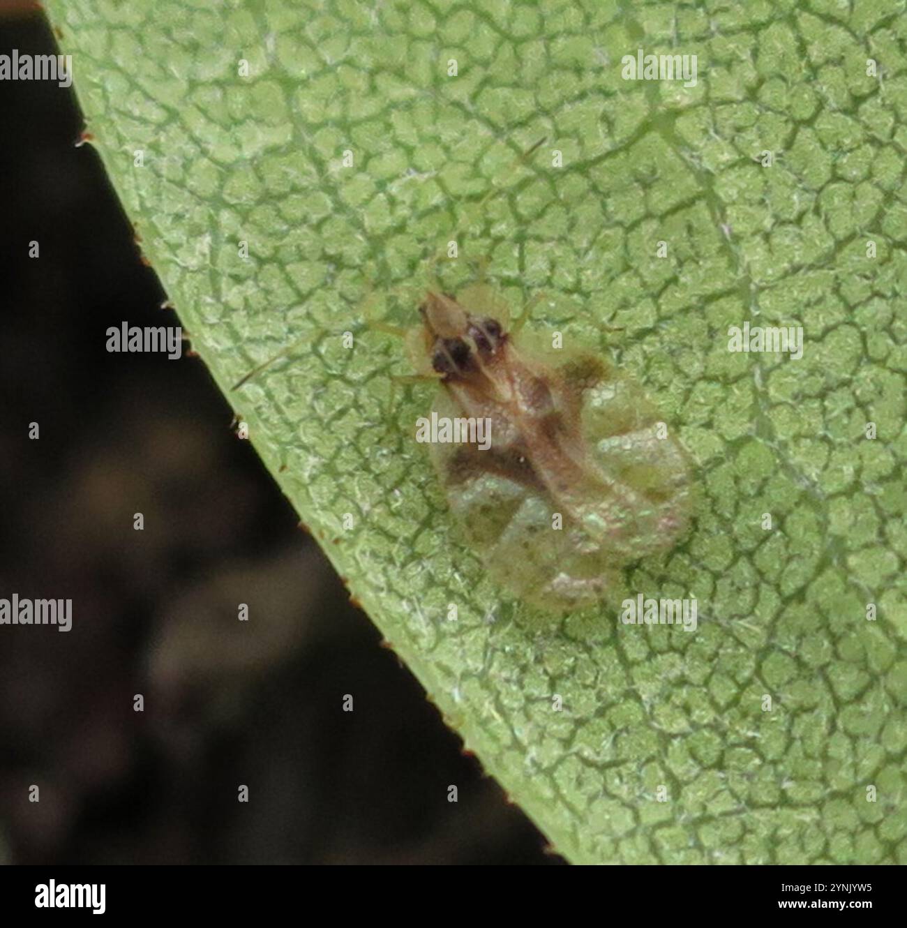 Rhododendron Lace Bug (Stephanitis rhododendri Stock Photo - Alamy