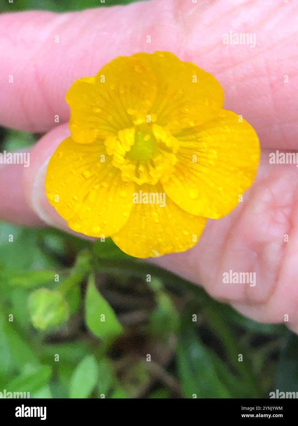 buttercup family (Ranunculaceae Stock Photo - Alamy