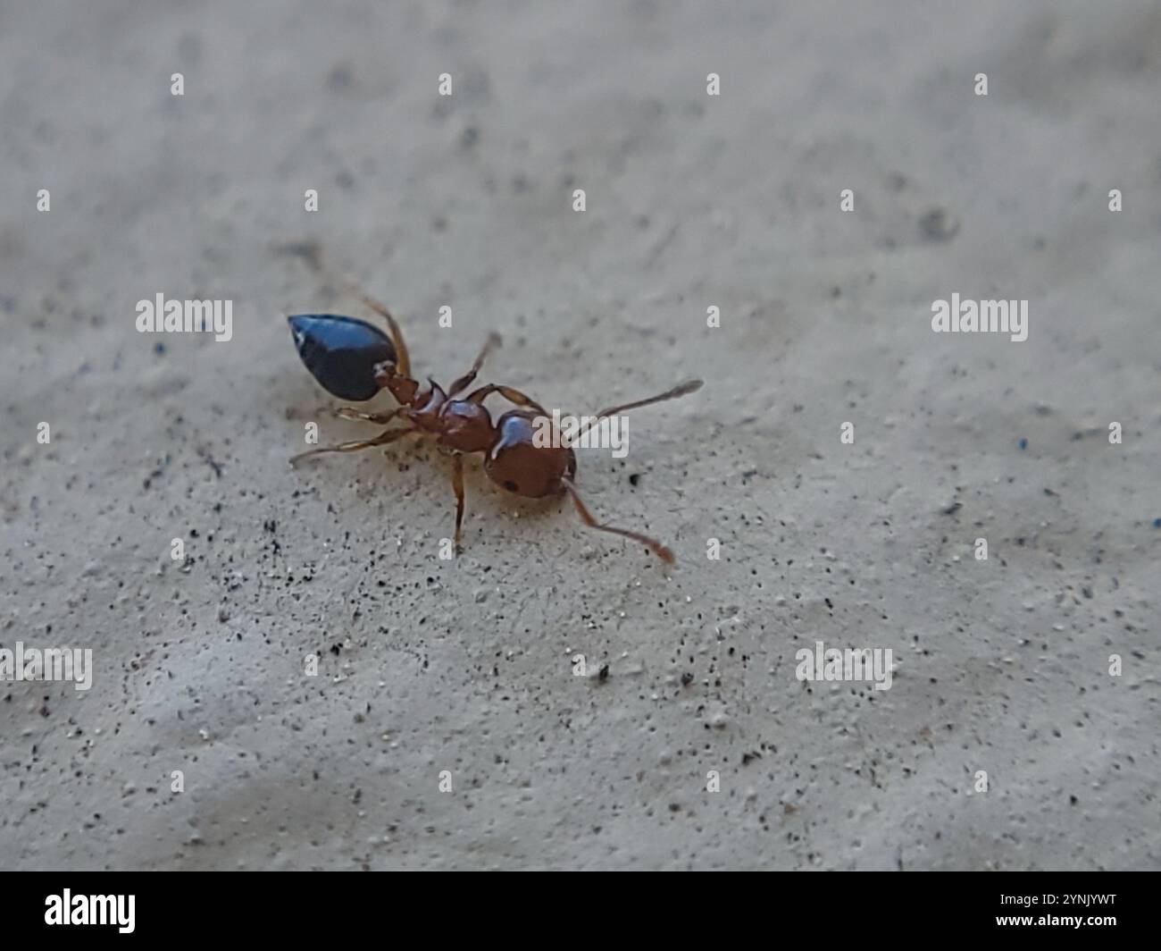 Pine Tree Acrobat Ant (Crematogaster pinicola Stock Photo - Alamy
