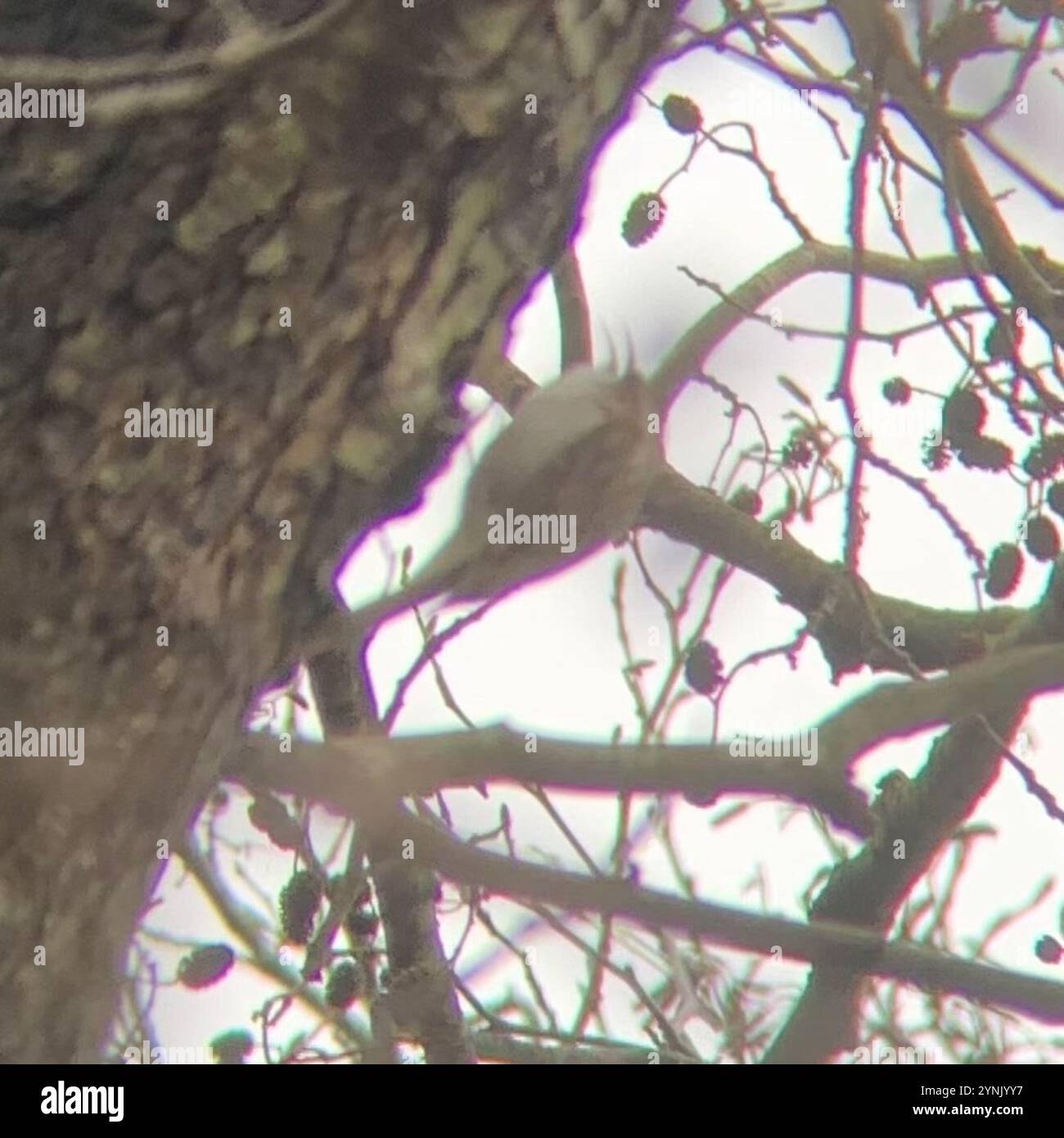 Short-toed Treecreeper (Certhia brachydactyla Stock Photo - Alamy