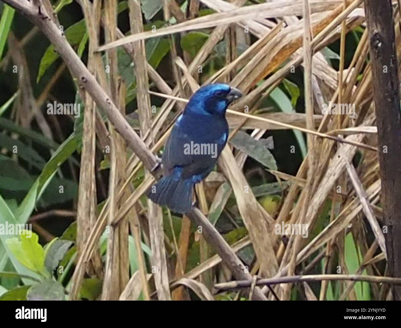 Cyanocompsa hi-res stock photography and images - Alamy