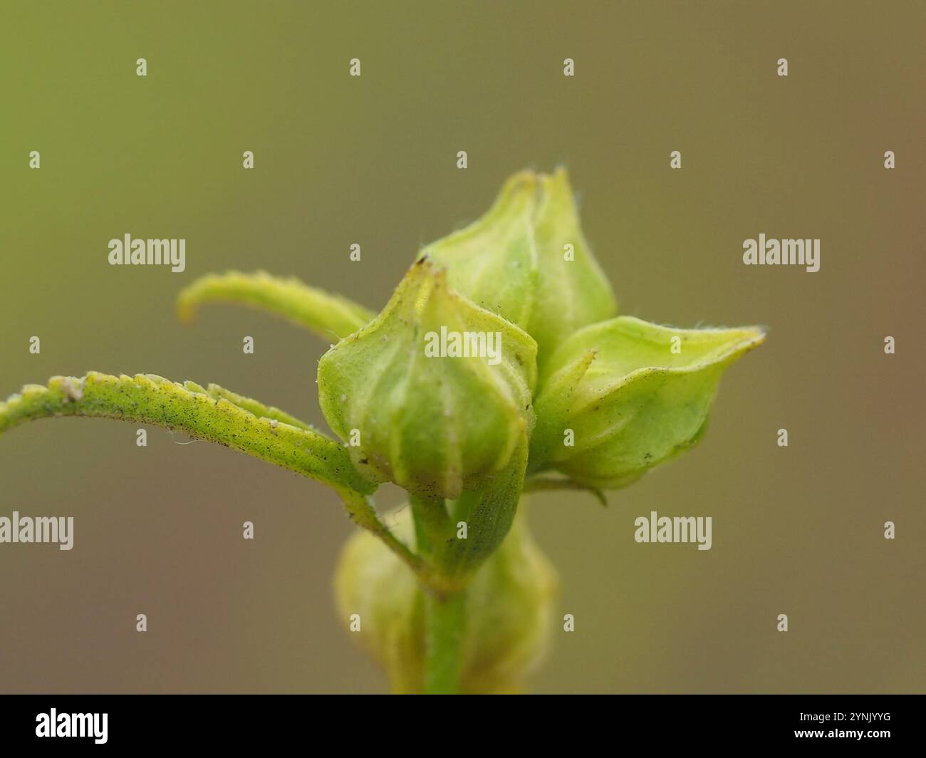 Spinyhead Sida (Sida acuta Stock Photo - Alamy