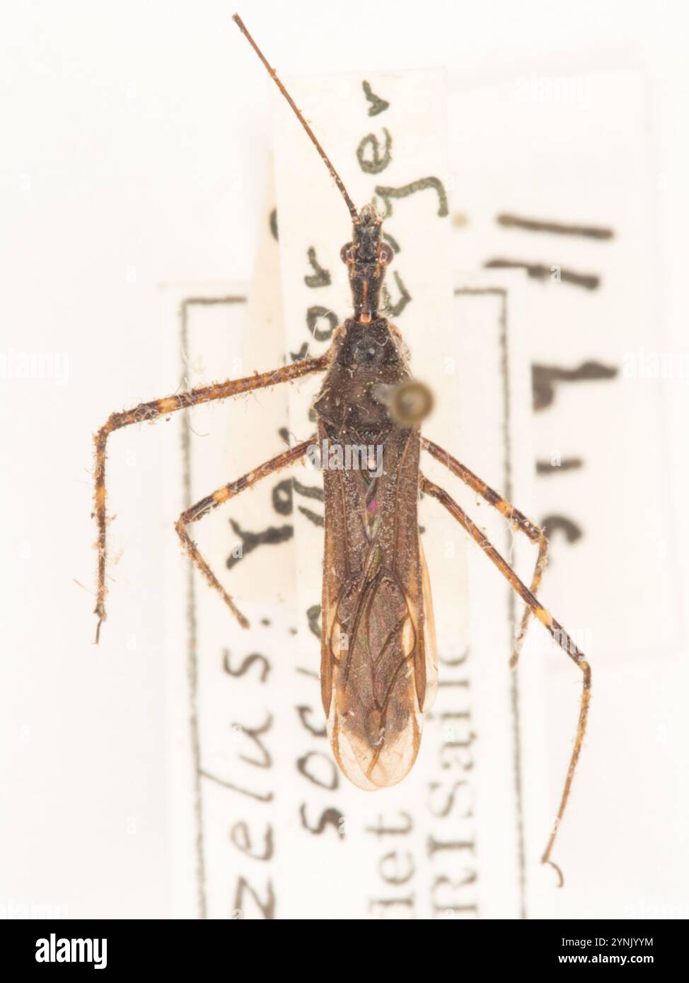Four-spurred Assassin Bug (Zelus tetracanthus Stock Photo - Alamy