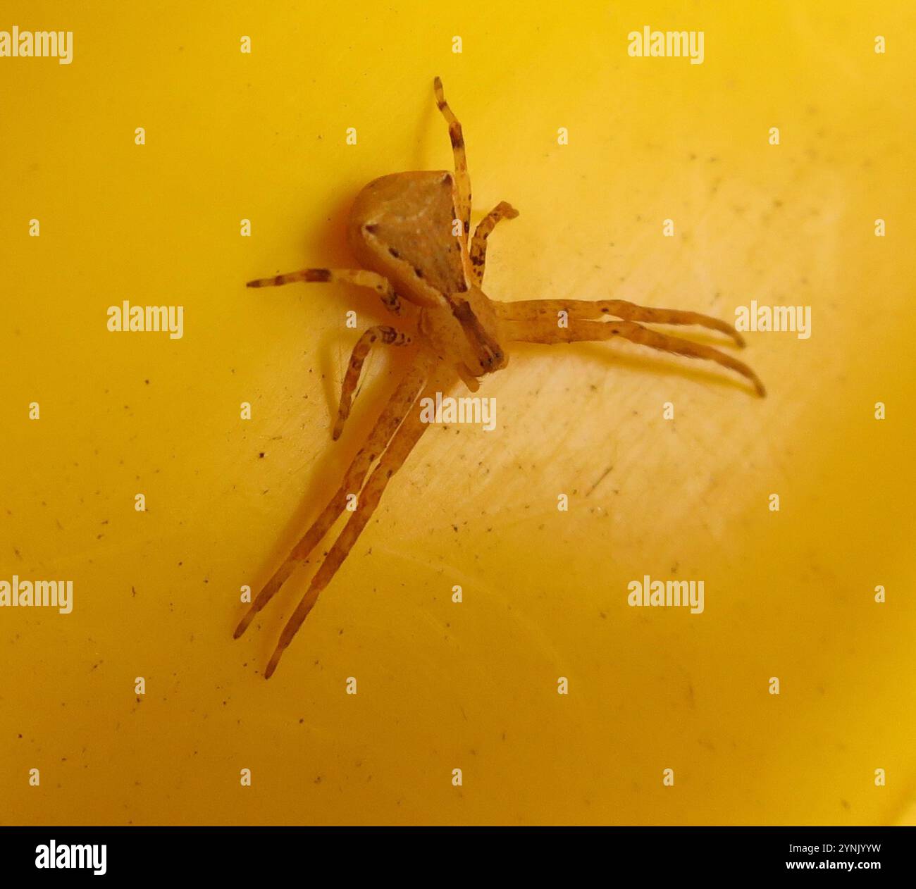 Square-ended Crab Spiders (Sidymella Stock Photo - Alamy