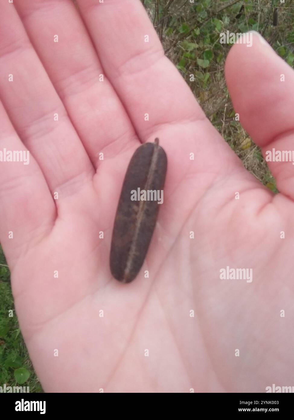 Showy Rattlebox (Crotalaria spectabilis Stock Photo - Alamy