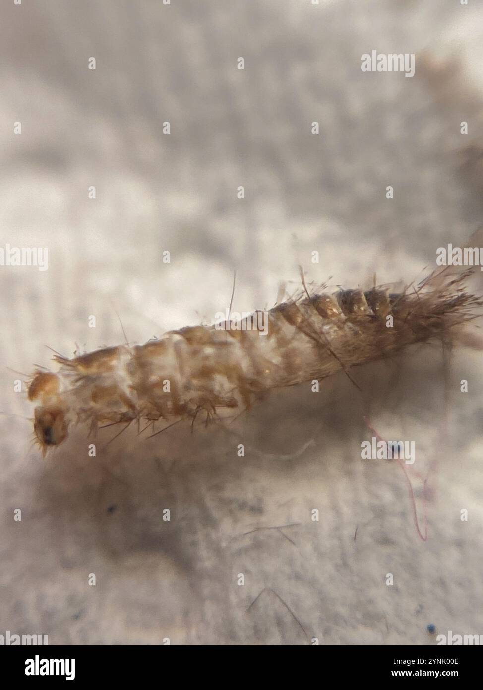 Australian Carpet Beetle (Anthrenocerus australis Stock Photo - Alamy