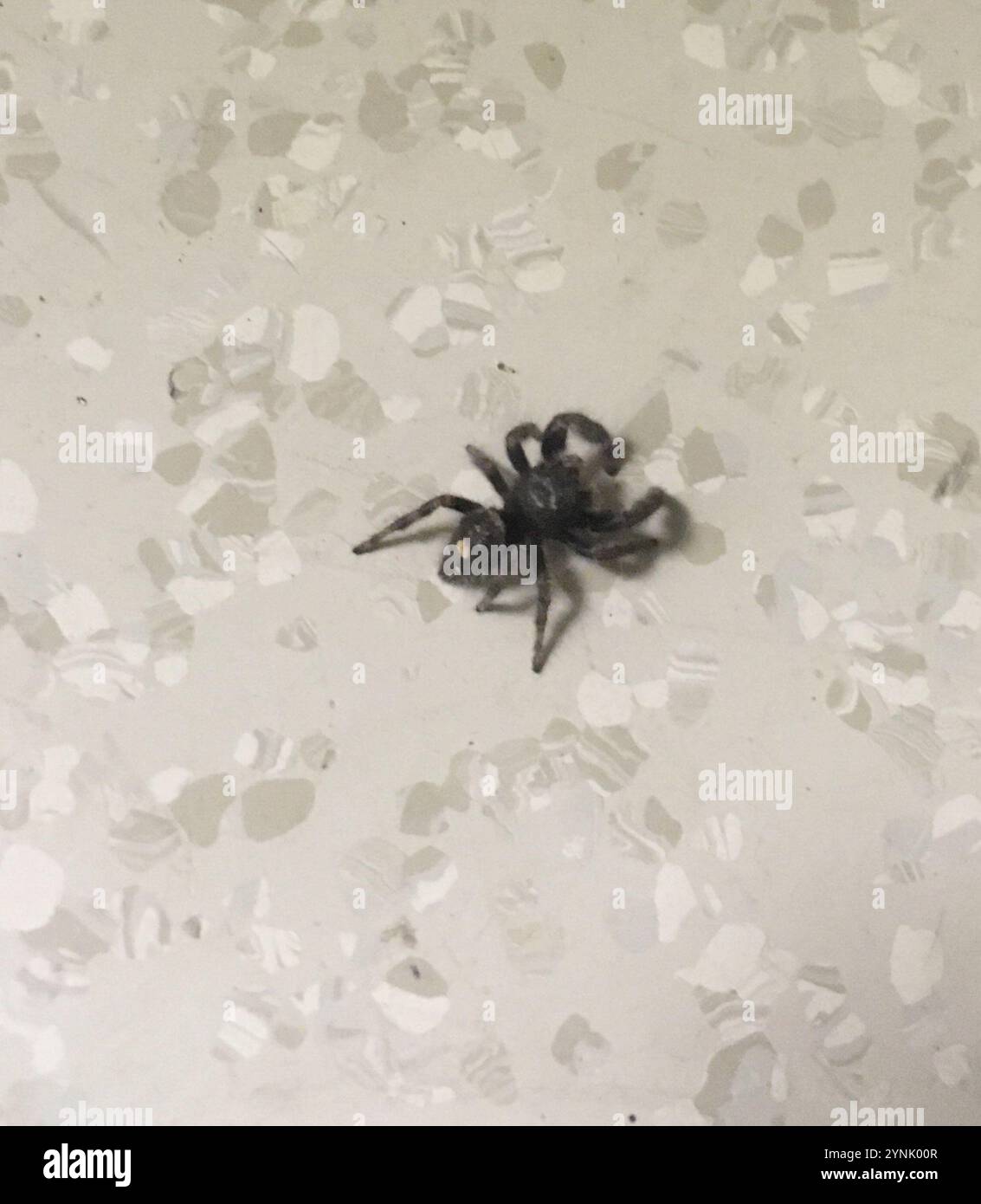 Bold Jumping Spider (Phidippus audax Stock Photo - Alamy