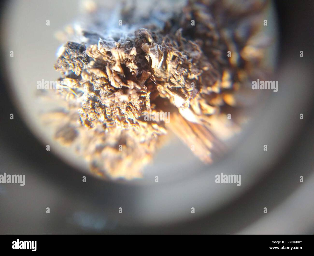 Oregon Ash (Fraxinus latifolia Stock Photo - Alamy