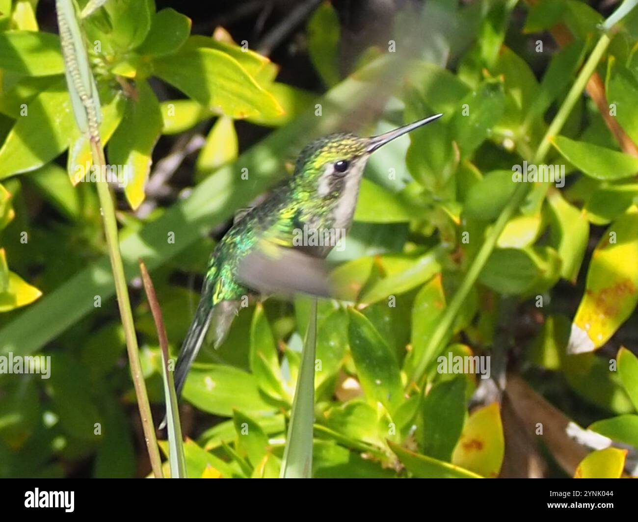 Cynanthus canivetii hi-res stock photography and images - Alamy