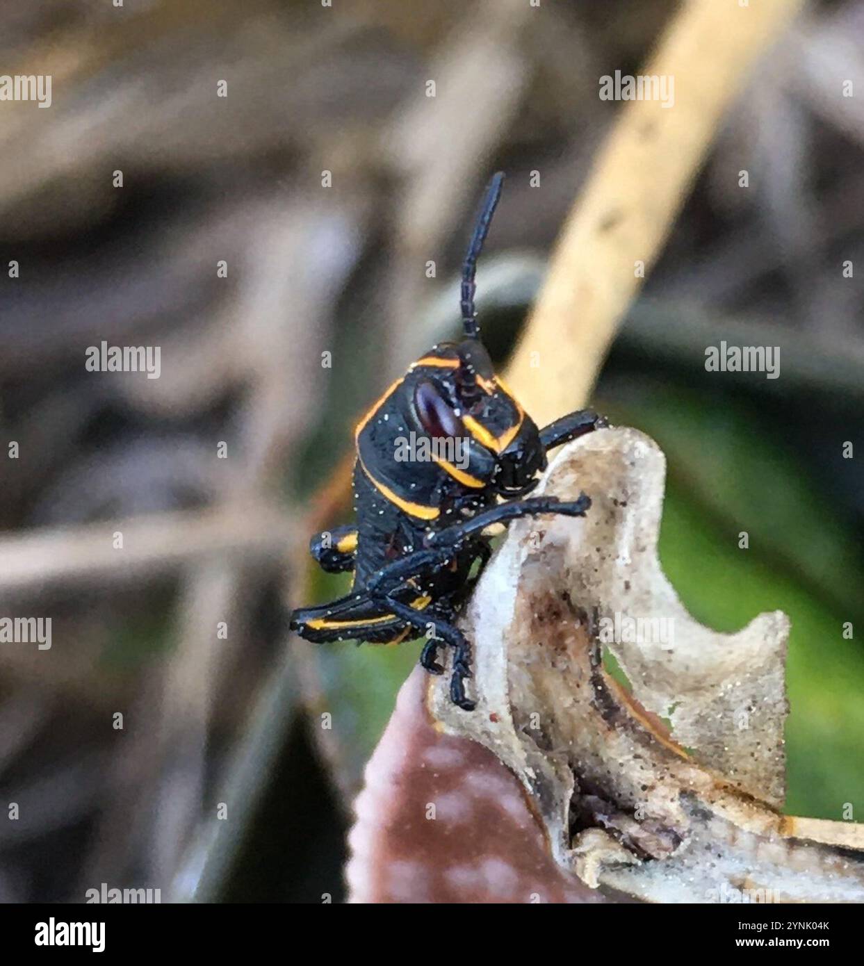 Eastern Lubber Grasshopper (Romalea microptera Stock Photo - Alamy