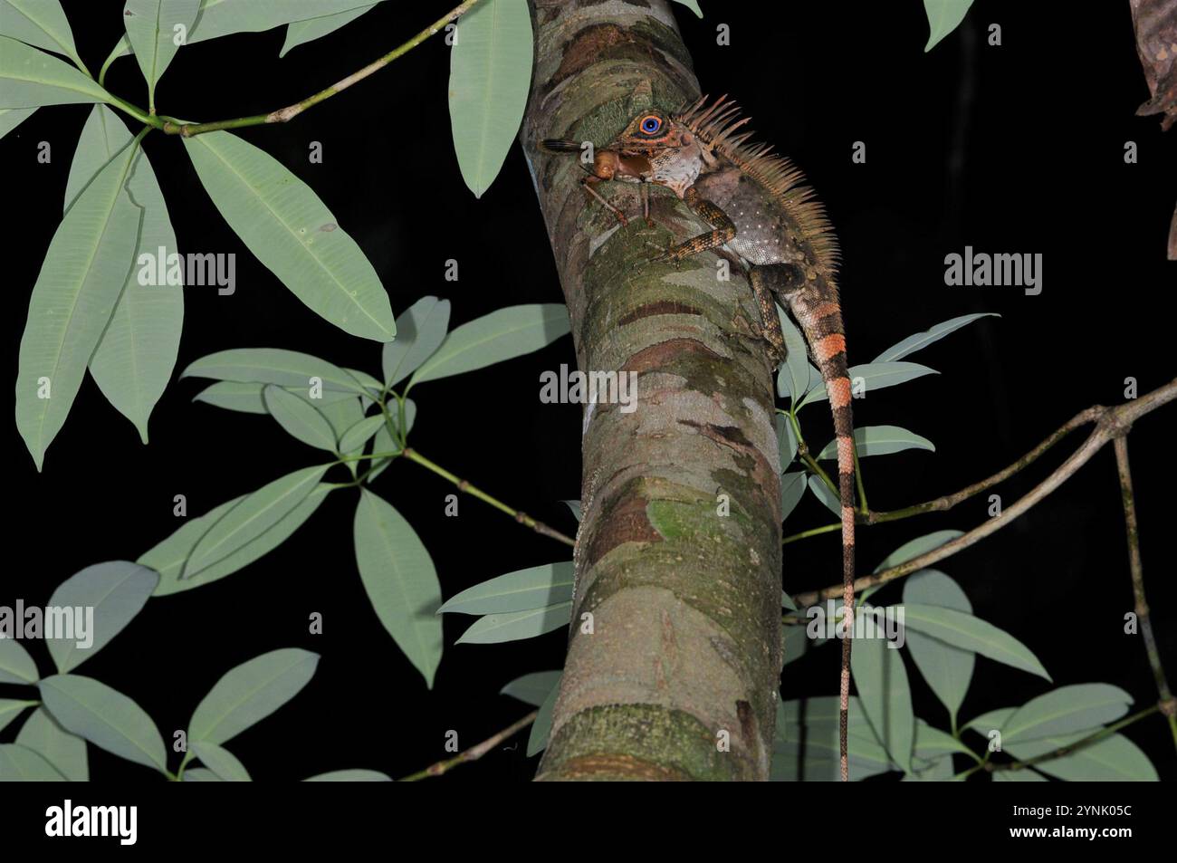 Blue-eyed Anglehead Lizard (Gonocephalus liogaster Stock Photo - Alamy