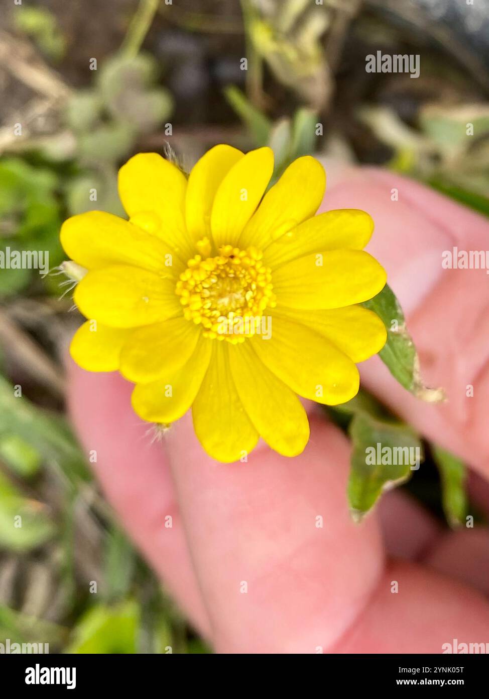Large Buttercup (Ranunculus macranthus Stock Photo - Alamy