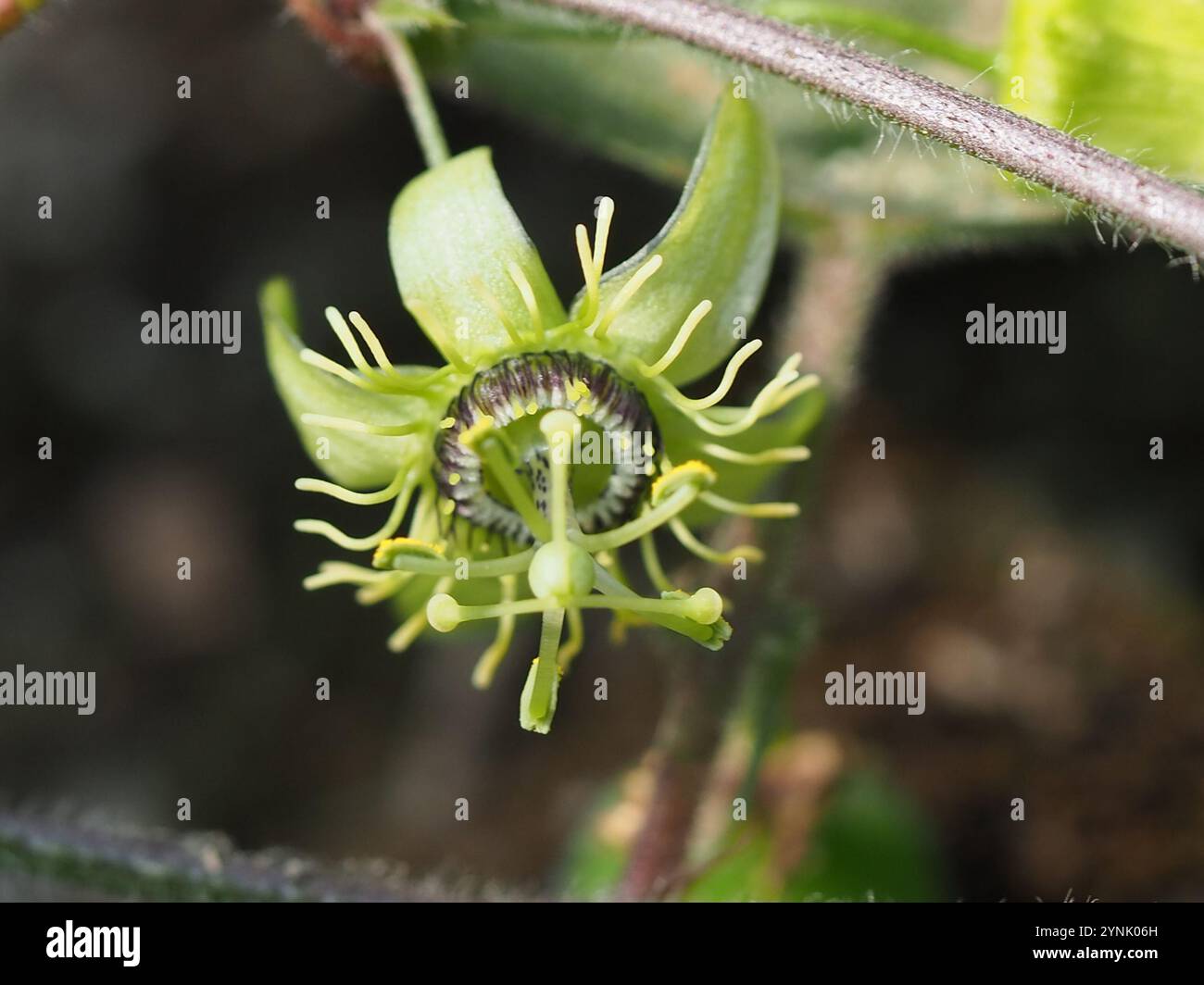 Passiflora suberosa hi-res stock photography and images - Alamy
