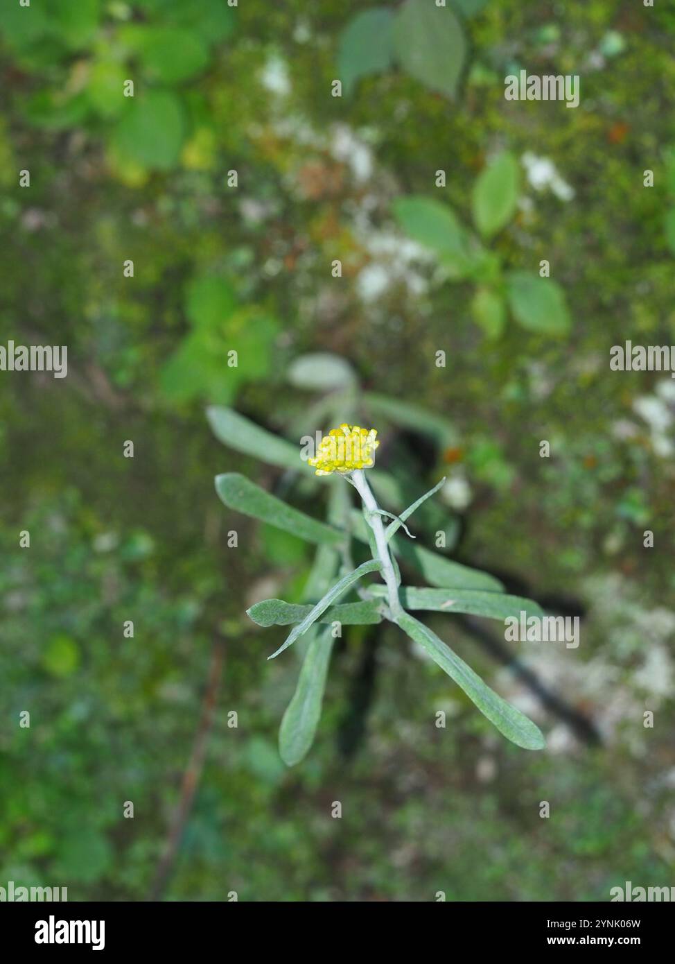 Cotton Weed (Pseudognaphalium affine Stock Photo - Alamy