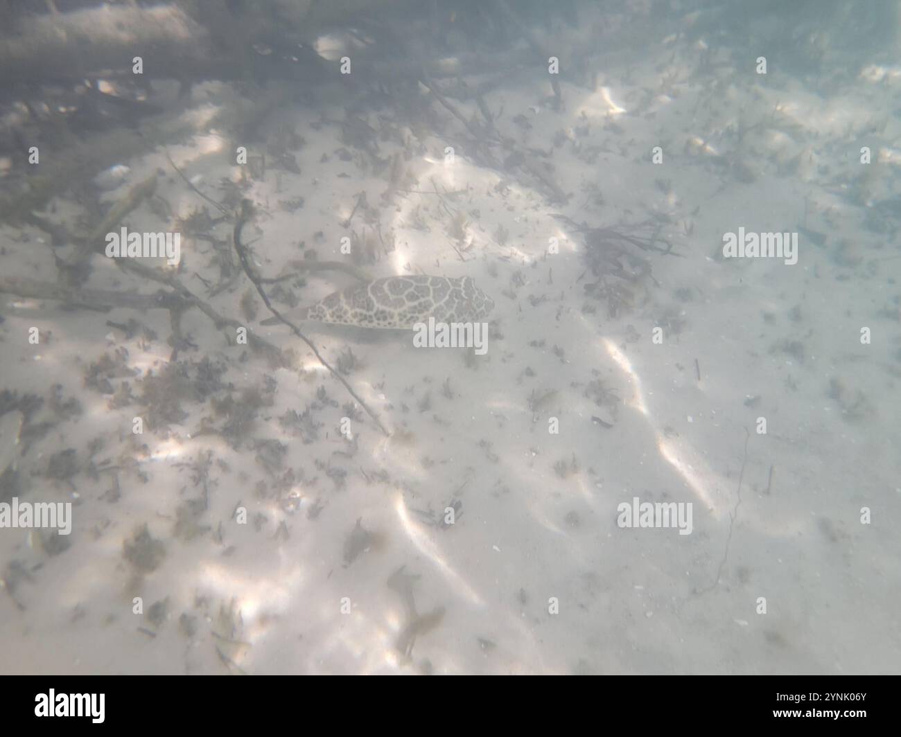 Checkered Puffer (Sphoeroides testudineus Stock Photo - Alamy