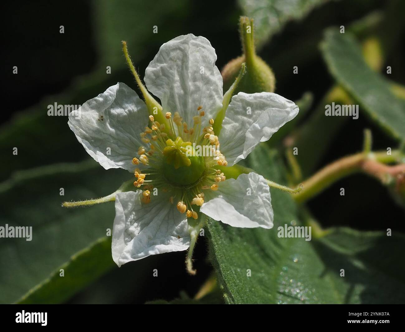 calabur tree (Muntingia calabura Stock Photo - Alamy
