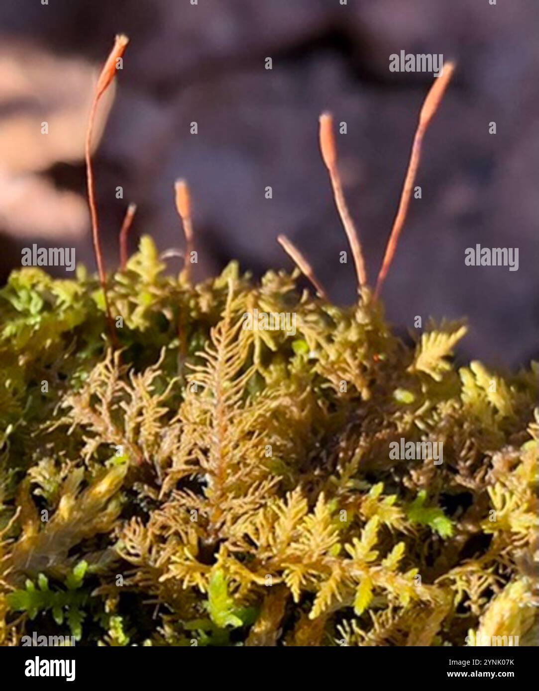 delicate fern moss (Thuidium delicatulum Stock Photo - Alamy