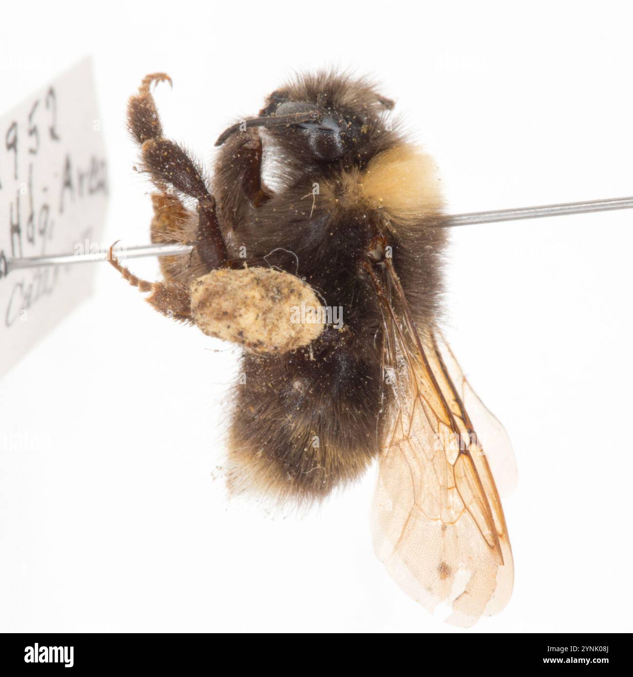 Western Bumble Bee (Bombus occidentalis Stock Photo - Alamy