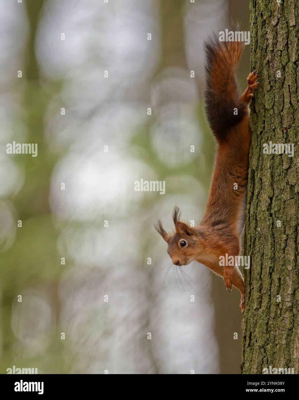 Cute red squirrel climbing hi-res stock photography and images - Alamy