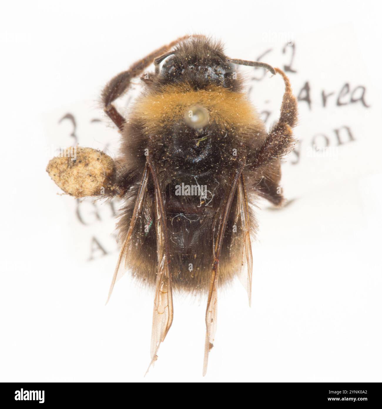 Bombus occidentalis hi-res stock photography and images - Alamy