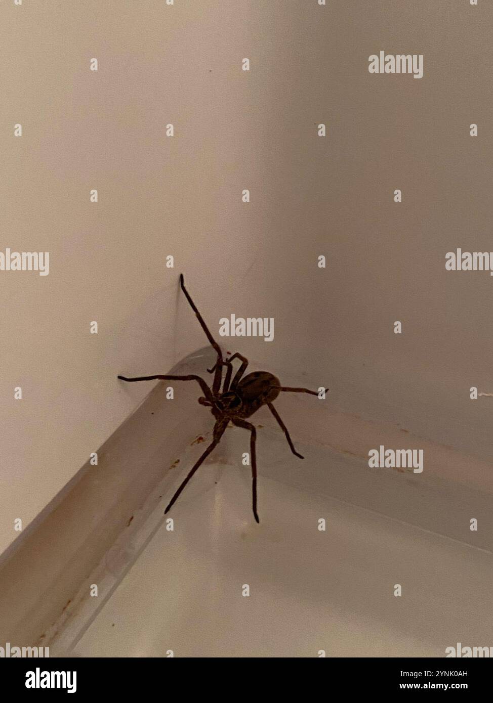 Pantropical Huntsman Spider (Heteropoda venatoria Stock Photo - Alamy