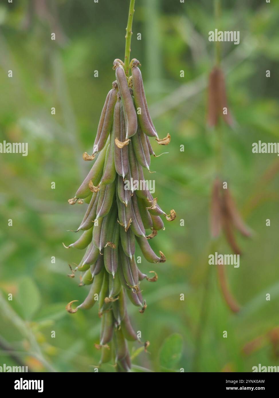Crotalaria pallida hi-res stock photography and images - Alamy