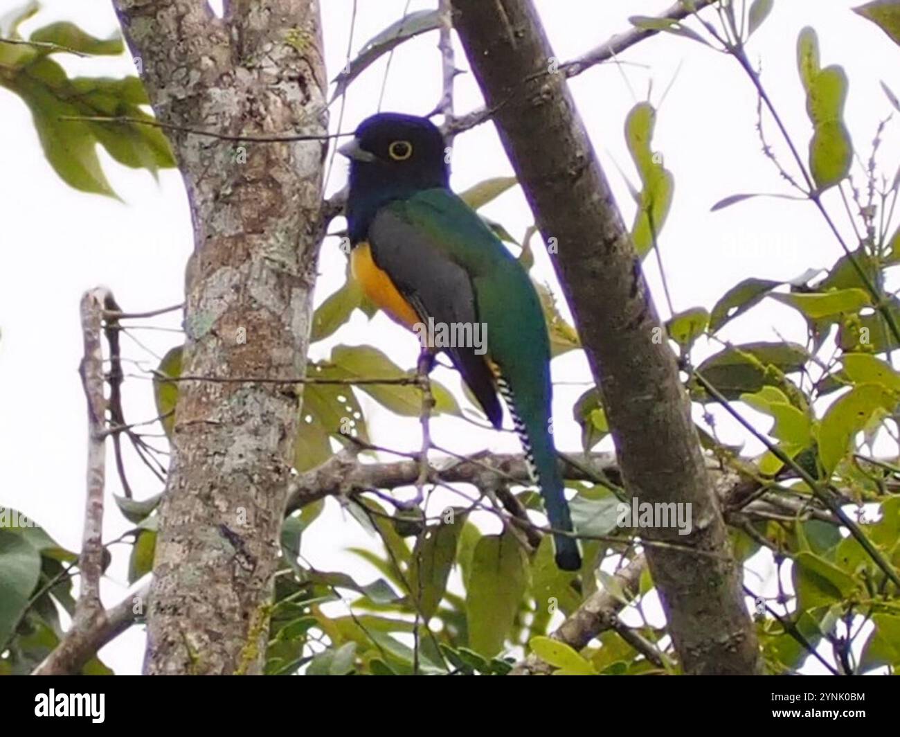 Gartered Trogon (Trogon caligatus Stock Photo - Alamy