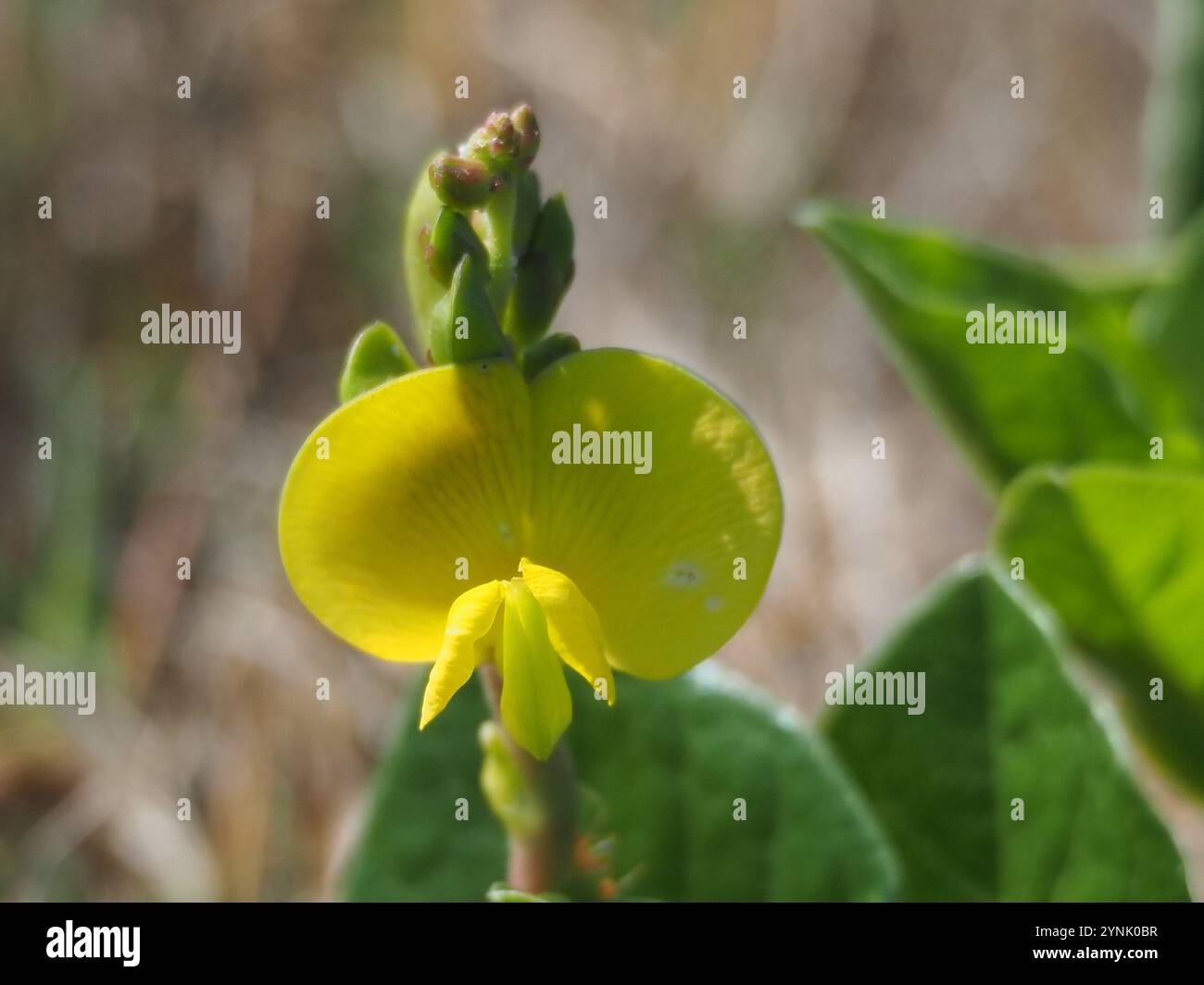 beach pea (Vigna marina Stock Photo - Alamy