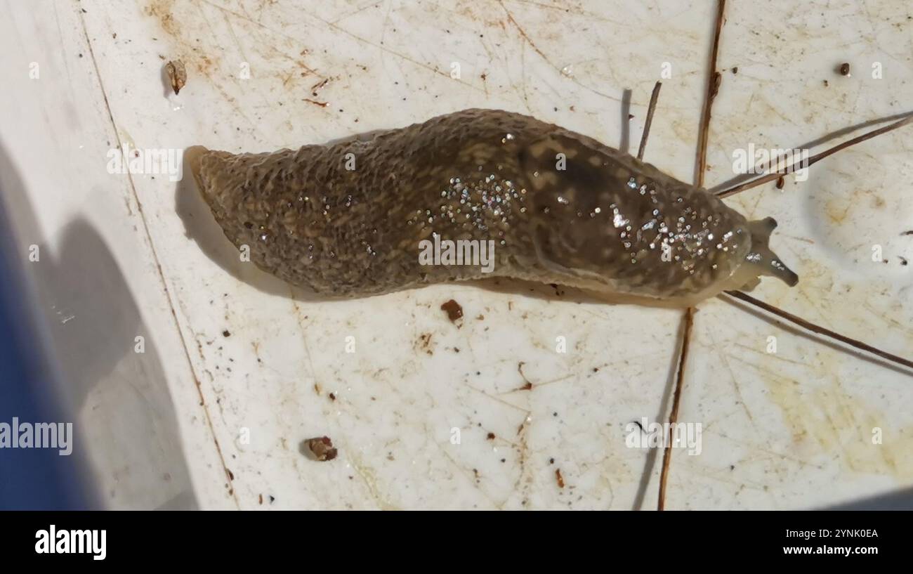 Cellar Slugs (Limacus Stock Photo - Alamy