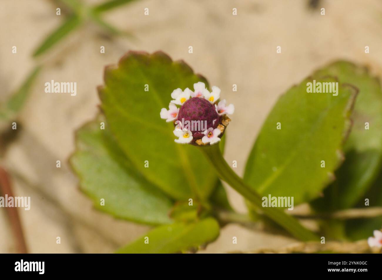 turkey tangle frogfruit (Phyla nodiflora Stock Photo - Alamy
