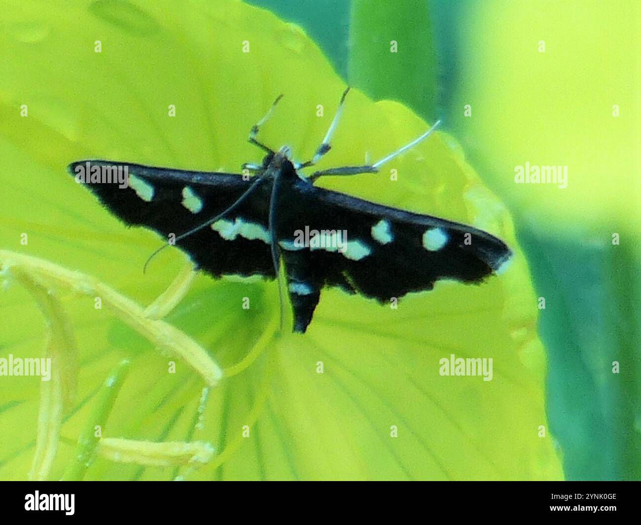 Grape Leaffolder and Leafroller Moths (Desmia funeralis Stock Photo - Alamy