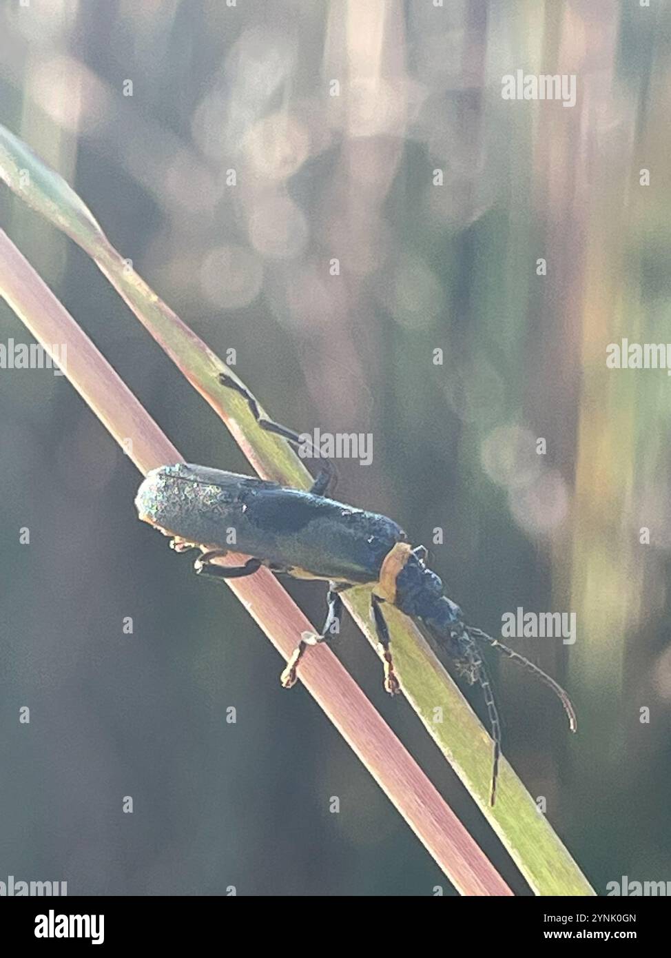 Plague Soldier Beetle (Chauliognathus lugubris Stock Photo - Alamy