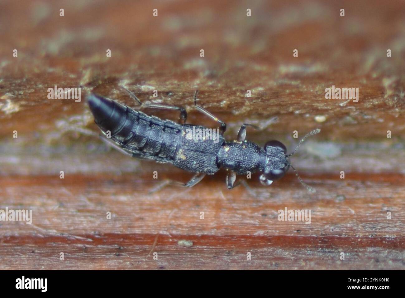 Stenus hi-res stock photography and images - Alamy