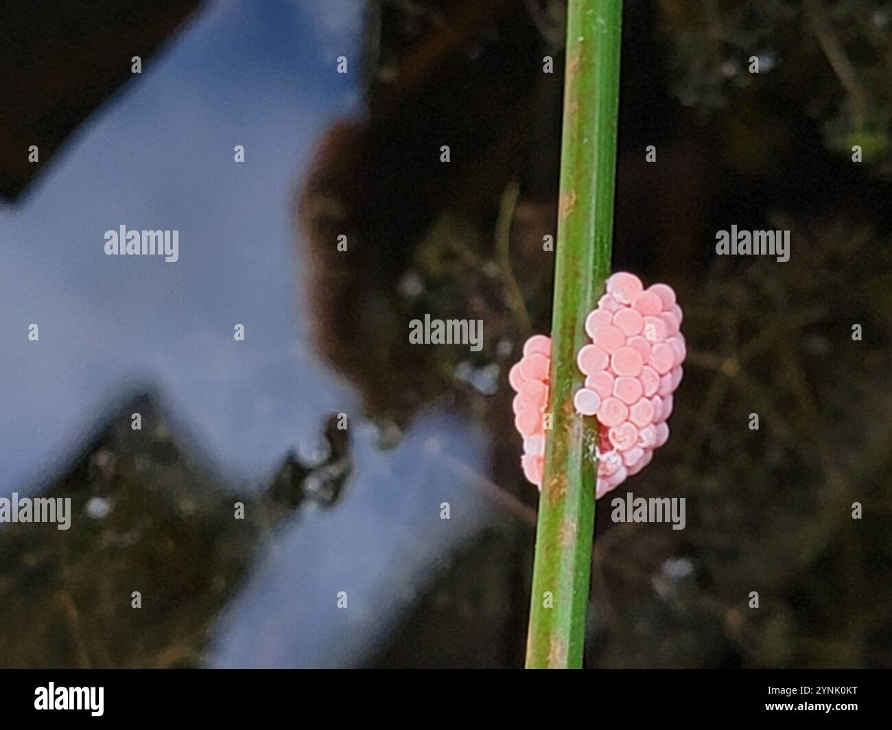 Common Apple Snails (Pomacea Stock Photo - Alamy