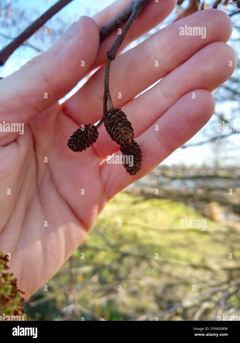 white alder (Alnus rhombifolia Stock Photo - Alamy