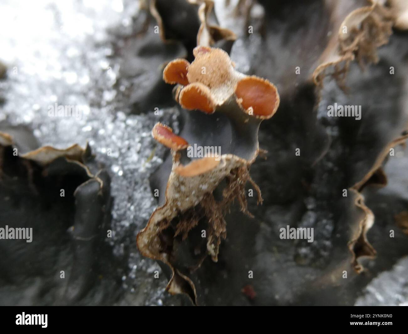 horizontal pelt lichen (Peltigera horizontalis Stock Photo - Alamy