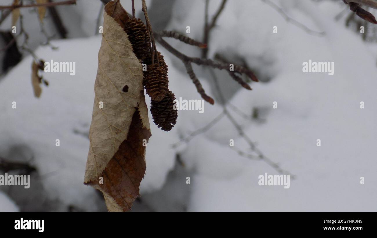 siberian alder (Alnus alnobetula fruticosa Stock Photo - Alamy