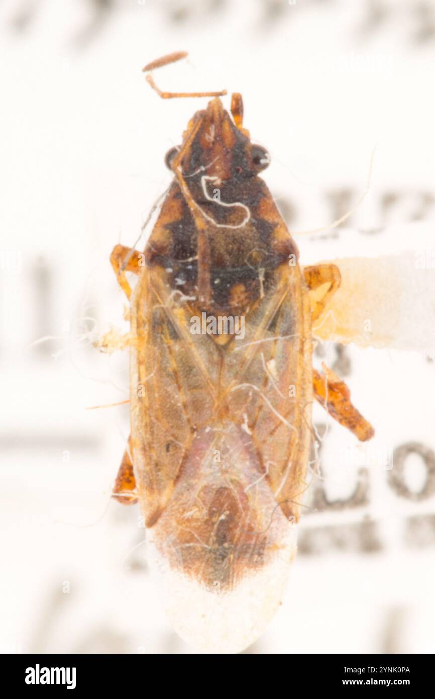 California False Chinch Bug (Xyonysius californicus Stock Photo - Alamy