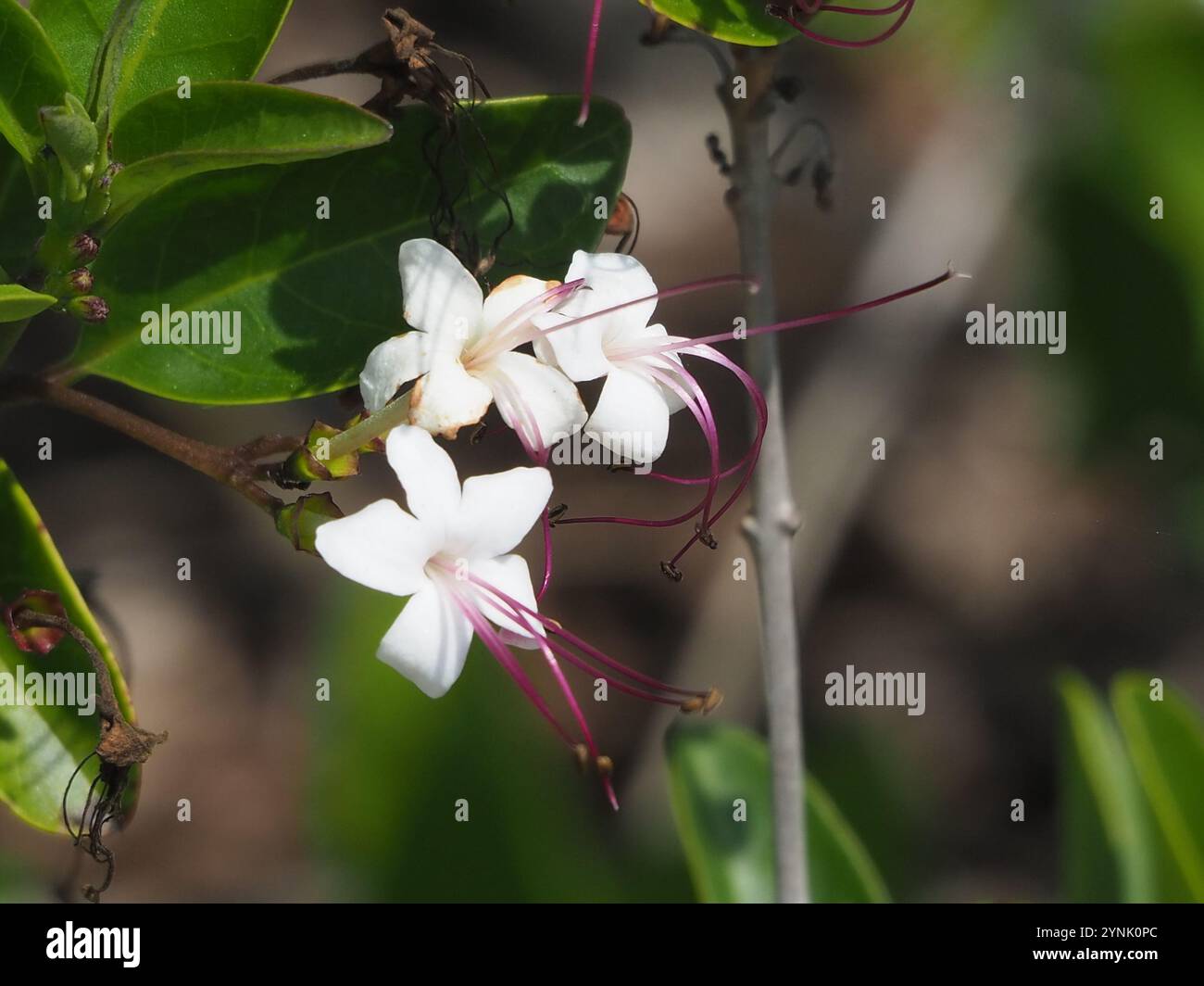 scrambling clerodendrum (Volkameria inermis Stock Photo - Alamy