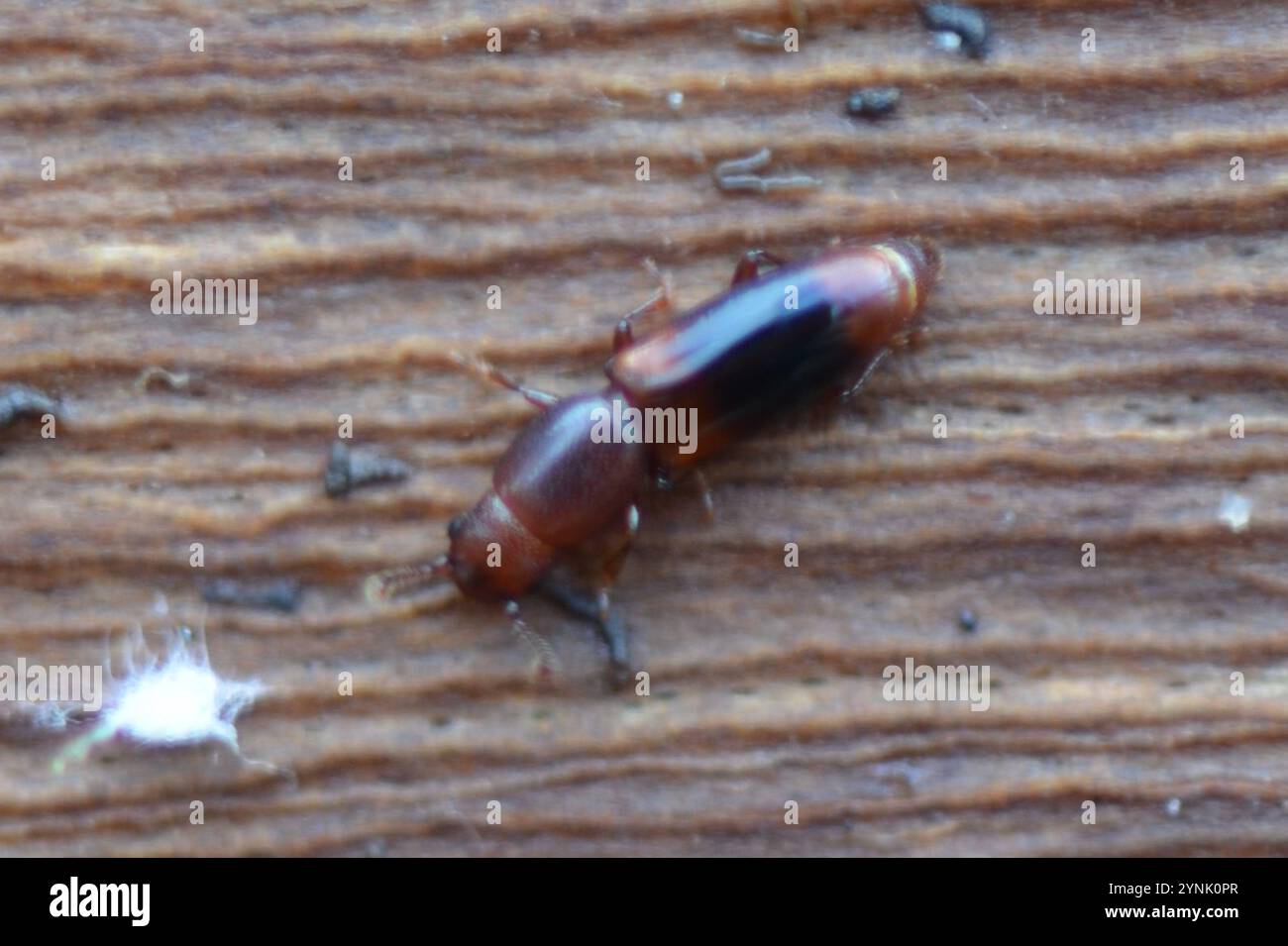 Rhizophagus dispar hi-res stock photography and images - Alamy