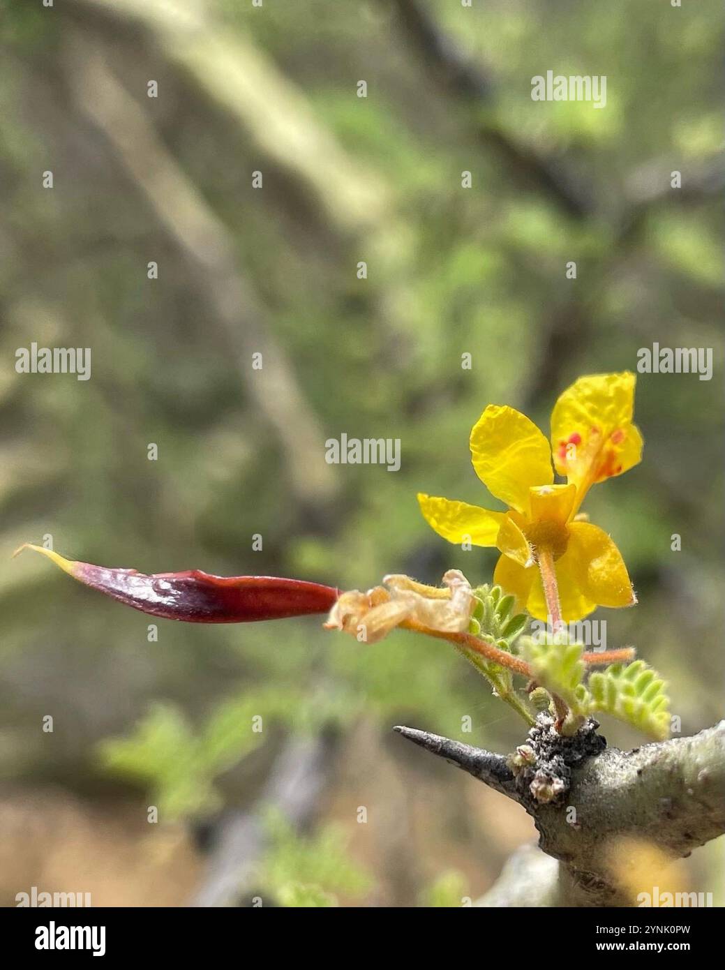 Parkinsonia praecox hi-res stock photography and images - Alamy