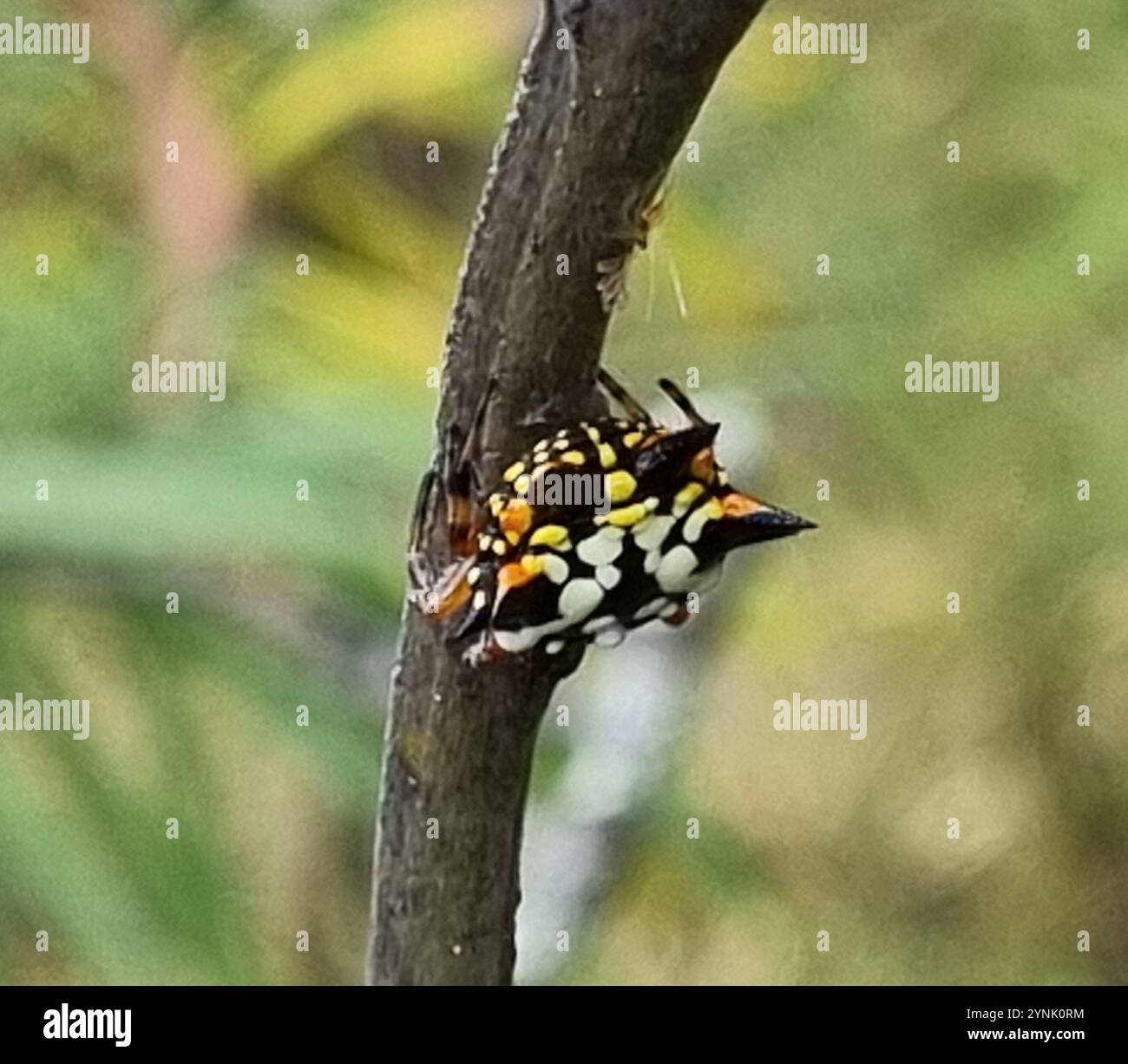 Christmas Jewel Spider (Austracantha minax Stock Photo - Alamy