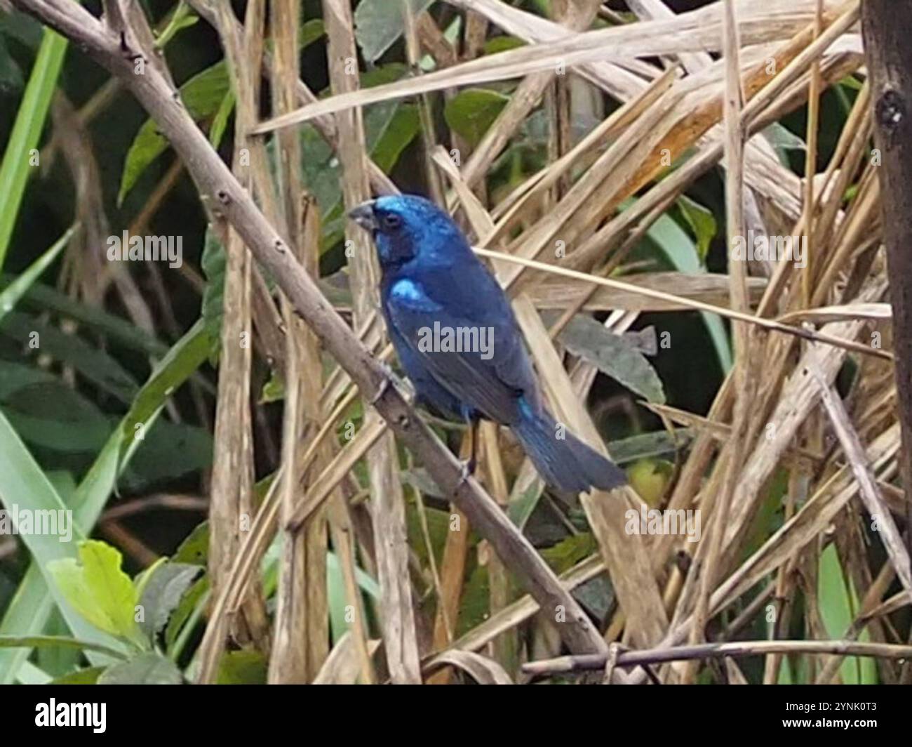 Cyanocompsa hi-res stock photography and images - Alamy