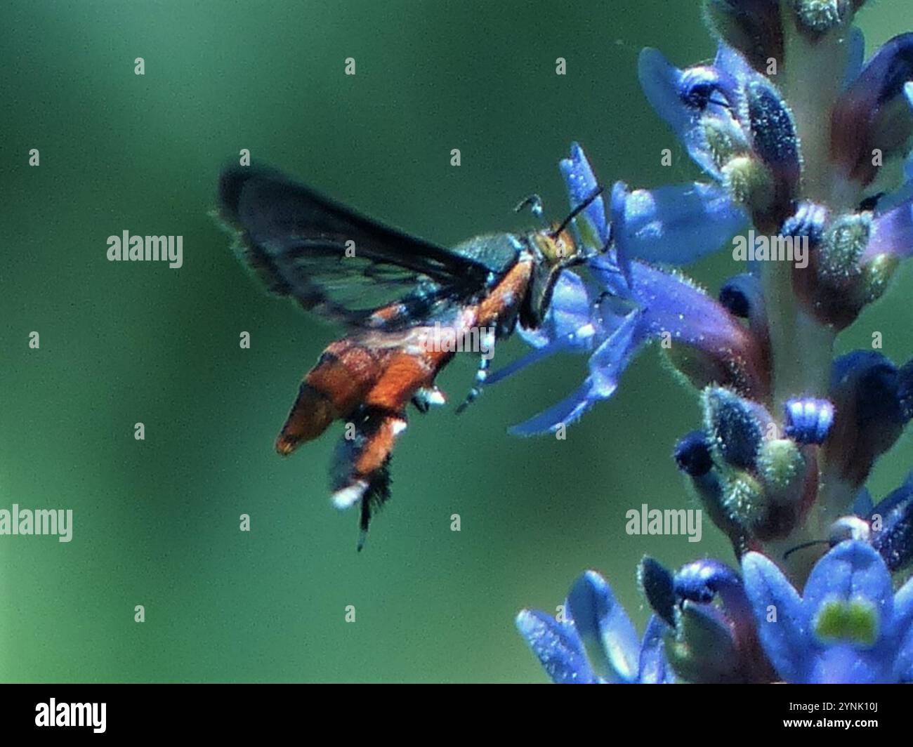 Squash Vine Borer (Eichlinia cucurbitae Stock Photo - Alamy