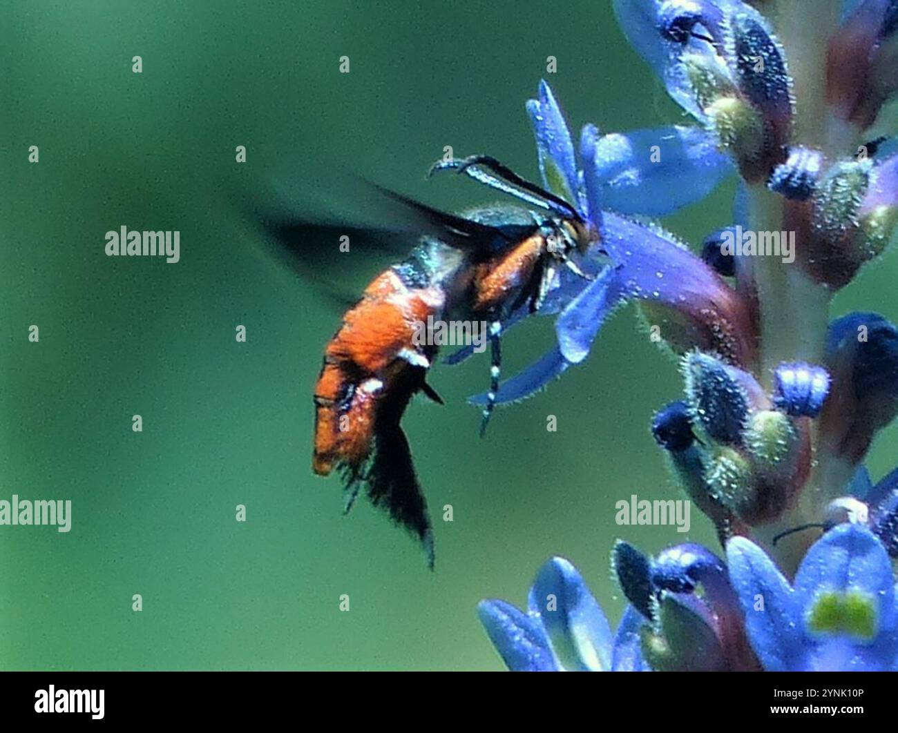 Squash Vine Borer (Eichlinia cucurbitae Stock Photo - Alamy